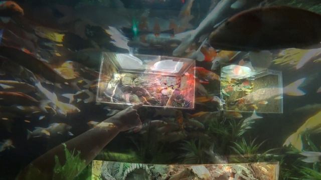 Вьетнам. Нячанг. Остров-курорт Винпёрл (Vinpearl). Аквариум и террариум.