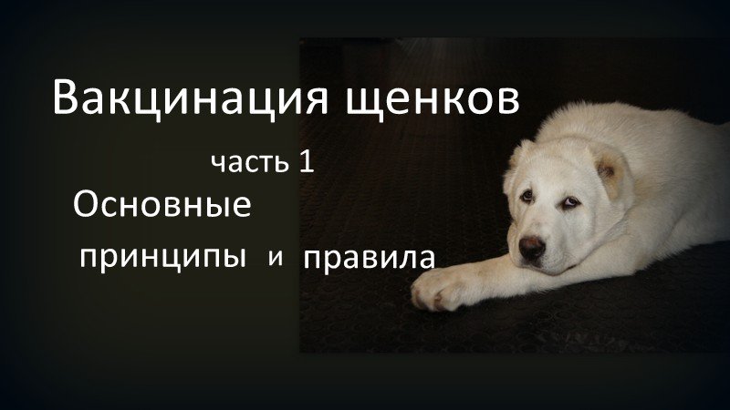 Вакцинация щенков. ЧАСТЬ 1. Основные принципы вакцинации.