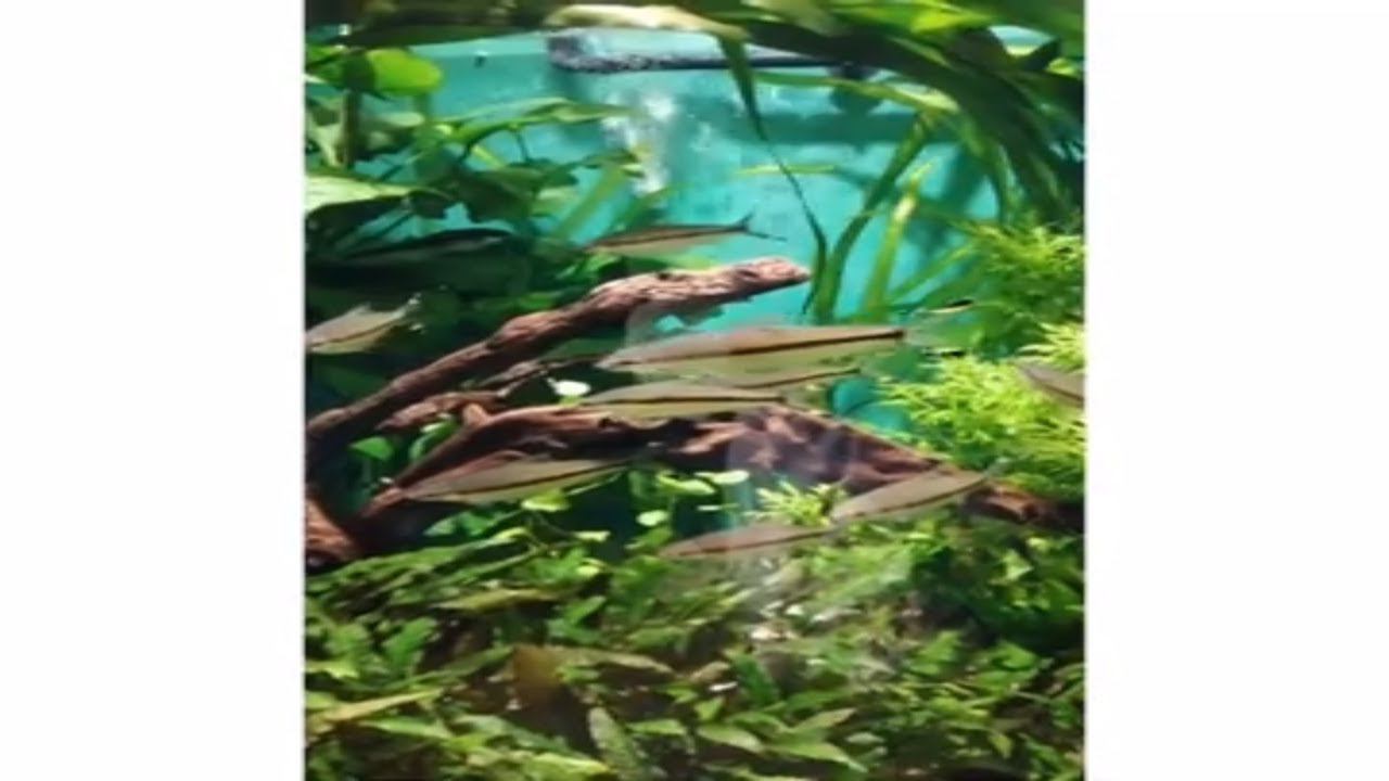 Тропические рыбки Подводные съемки. Аквариум