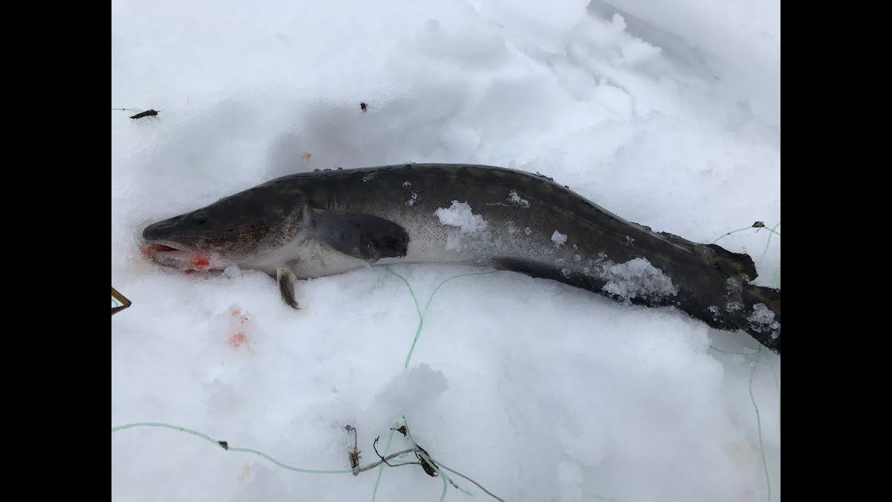 # 3 Проверяем закидушки на налима 27 октября 2019