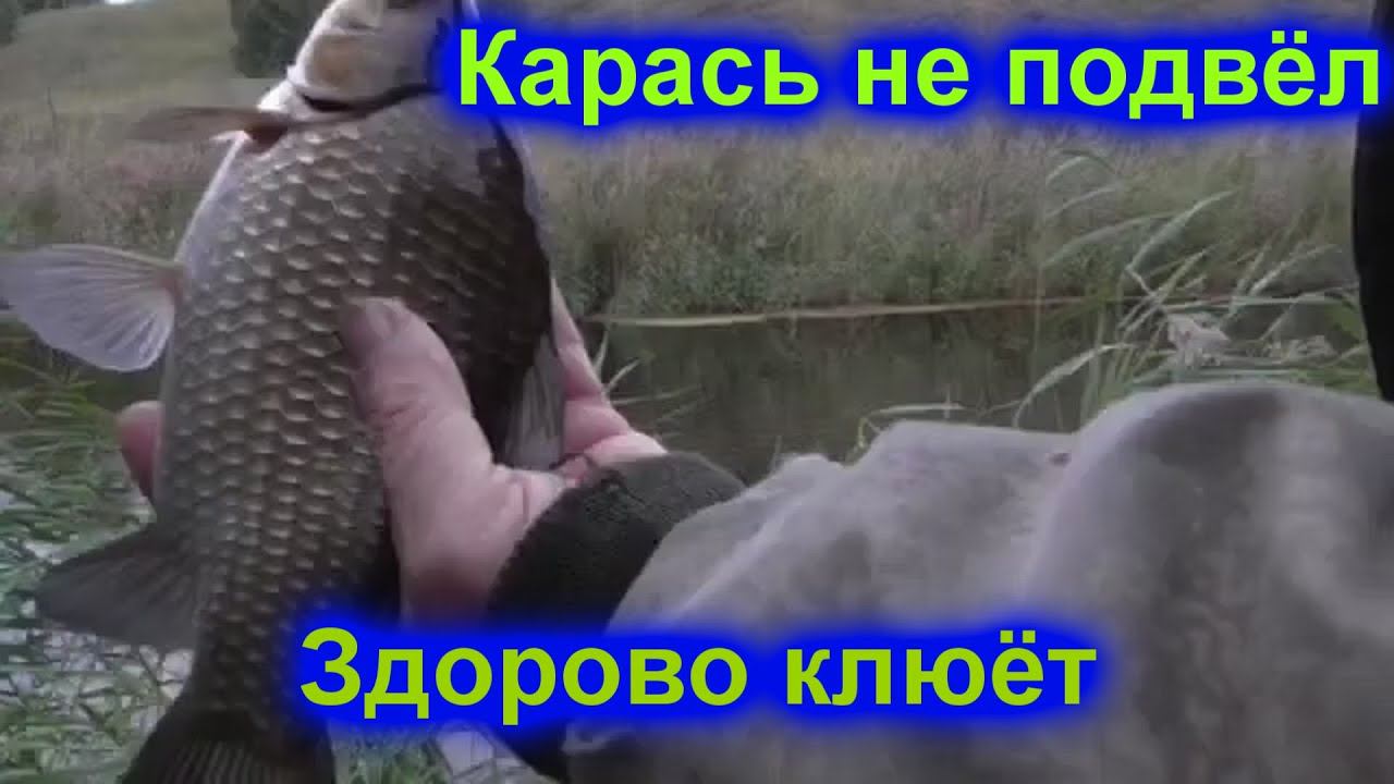 Когда карась клюёт? Карась в конце лета.