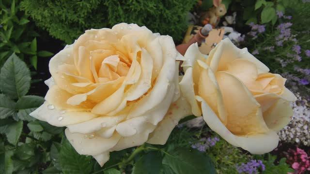 Розы розы только розы фото