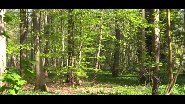 Настрой Сытина Г.Н. "Омоложение души"(для женщин)