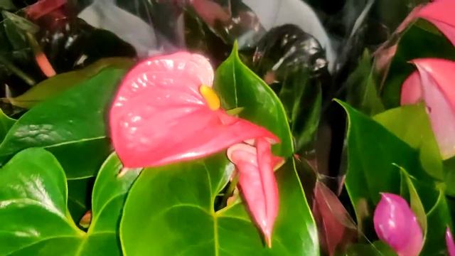 Цветы Вместе приемка растений из закупки до 28 июля 2020г.