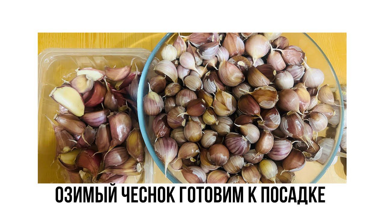 Озимый чеснок на посадку