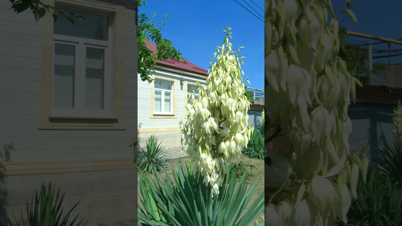 Цветение пальмы юкка #цветениепальмы #пальмы