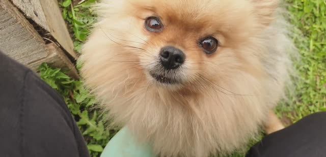 Посадки продолжаются лук семейный