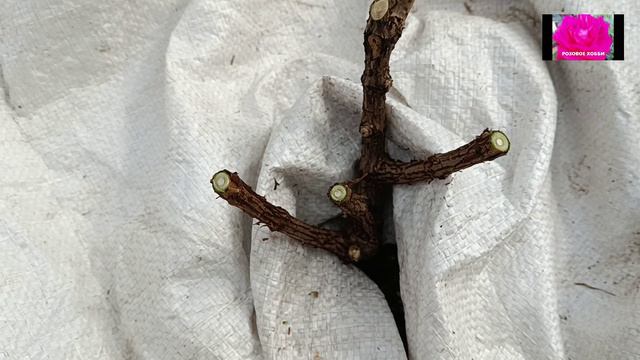 СРОЧНО ОБРЕЗАЕМ ГОРТЕНЗИЮ БОБО