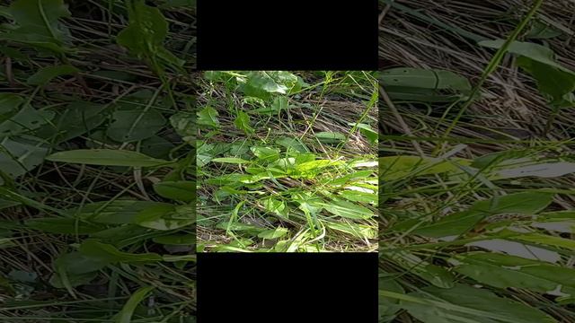 ❗Собираем маслята и лесной щавель❗ #shorts #short #video #shortsvideo #shortvideo #funny #nature