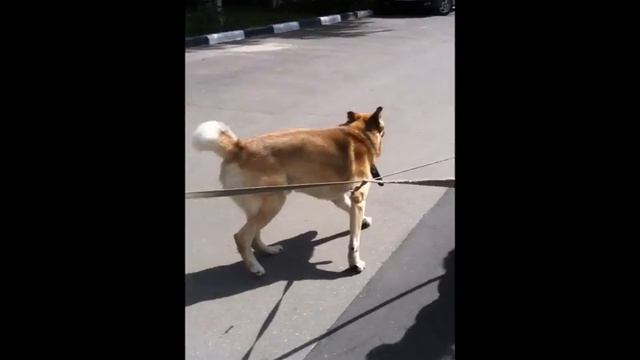 Денька играет с яблоком