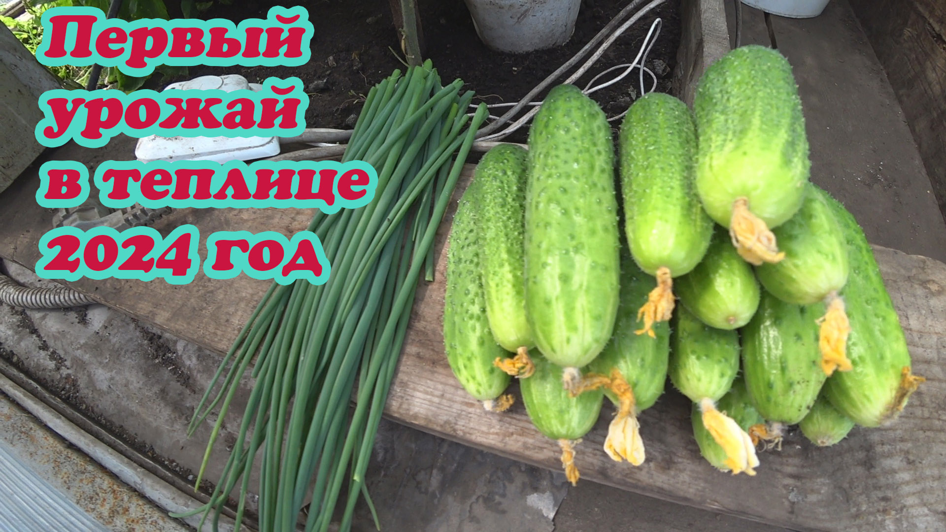 ПЕРВЫЙ УРОЖАЙ В ТЕПЛИЦЕ НА 22 МАЯ.
