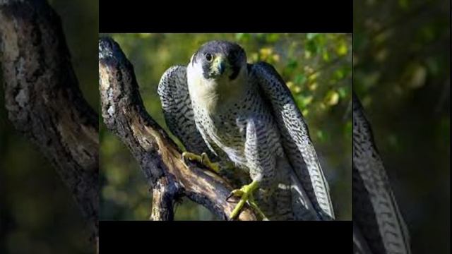 Магический Ворон: Притча Мудреца 4 Сокол и Ворон