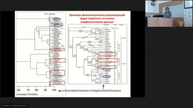 ИнБЮМ Школа-семинар-2020 Дмитриева Е.В. - Интегративный подход в таксономии паразитов