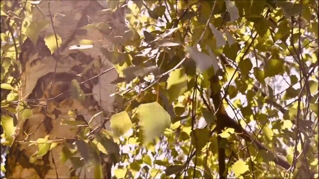 Золотая осень-русская береза.