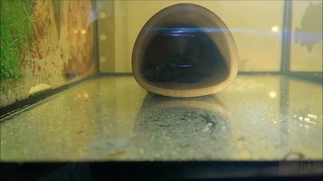 нерест анциструса