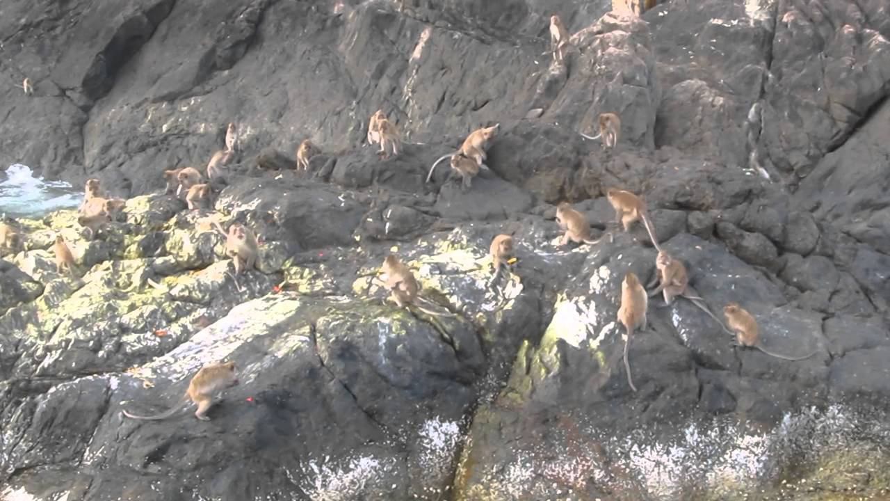 Остров обезьян