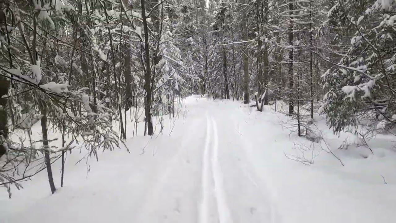 Соколки