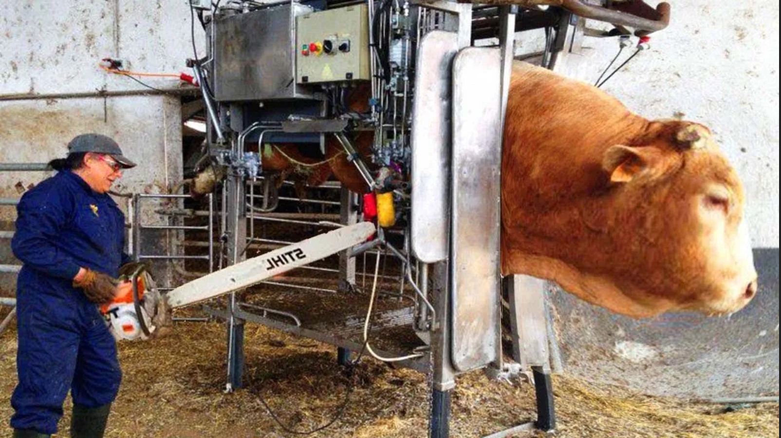 Вы должны это увидеть: Невероятная автоматизированная технология для разведения коров часть 3