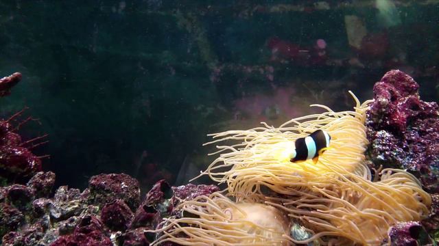 Аквариумы в Калининграде