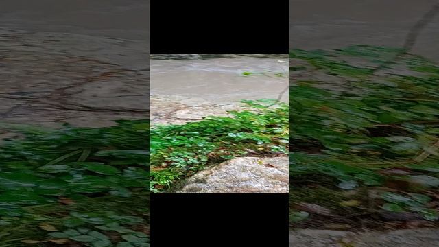 АБХАЗИЯ АПСНЫ СТРАНА ДУШИ ЦАНДРИПШ ЦАНДРЫПШ КАНЬОН ГОРНАЯ РЕКА У РЕКИ ЛЕТО ОТПУСК ОТДЫХ ЧЕРНОЕ МОРЕ