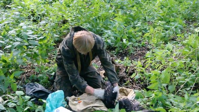 Кольцевание птенцов большого подорлика Aquila clanga