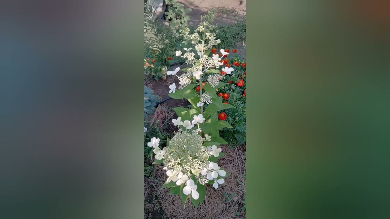 Гортензия осенью, какая она?