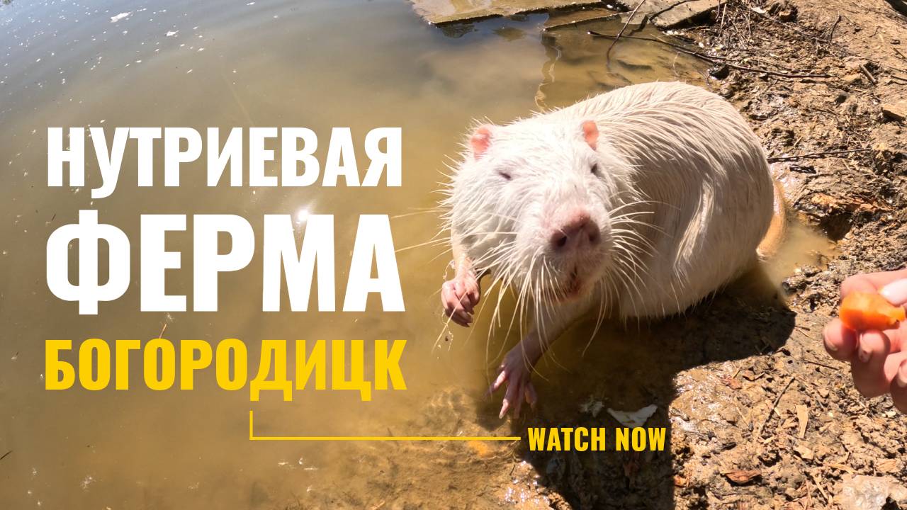 Идеальное место для отдыха 🌳🐾 Нутриевая ферма в Тульской области 👧👦 Куда пойти с детьми