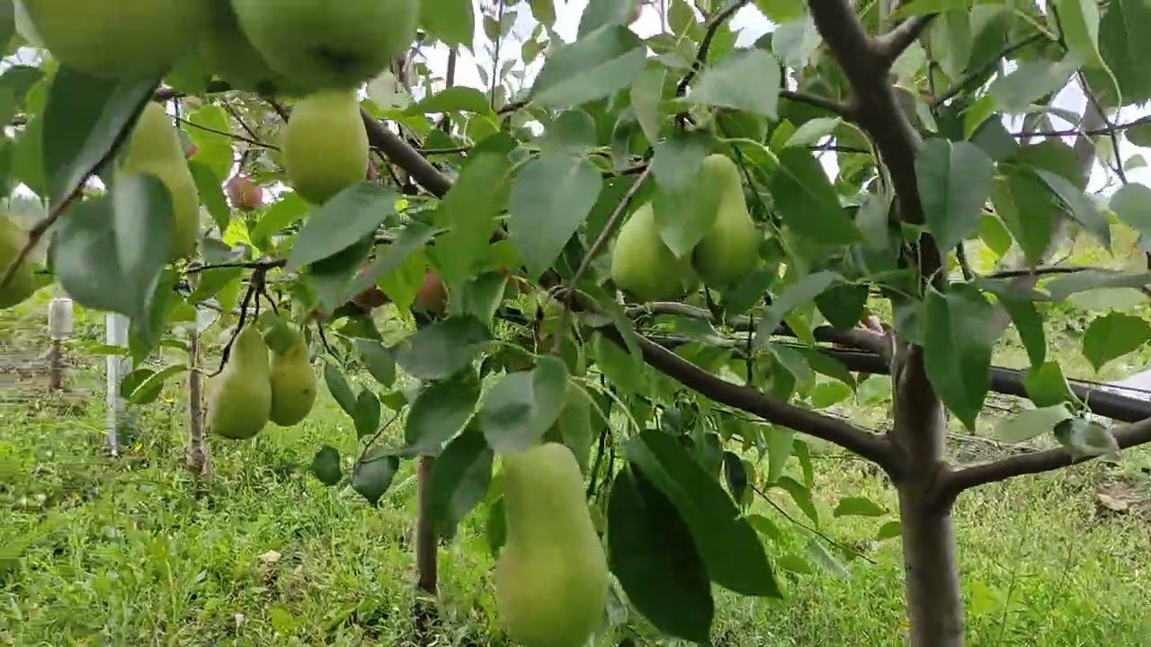 Талгарская красавица