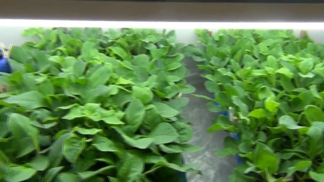 Все видео_Стеллаж для рассады часть 2.mp4