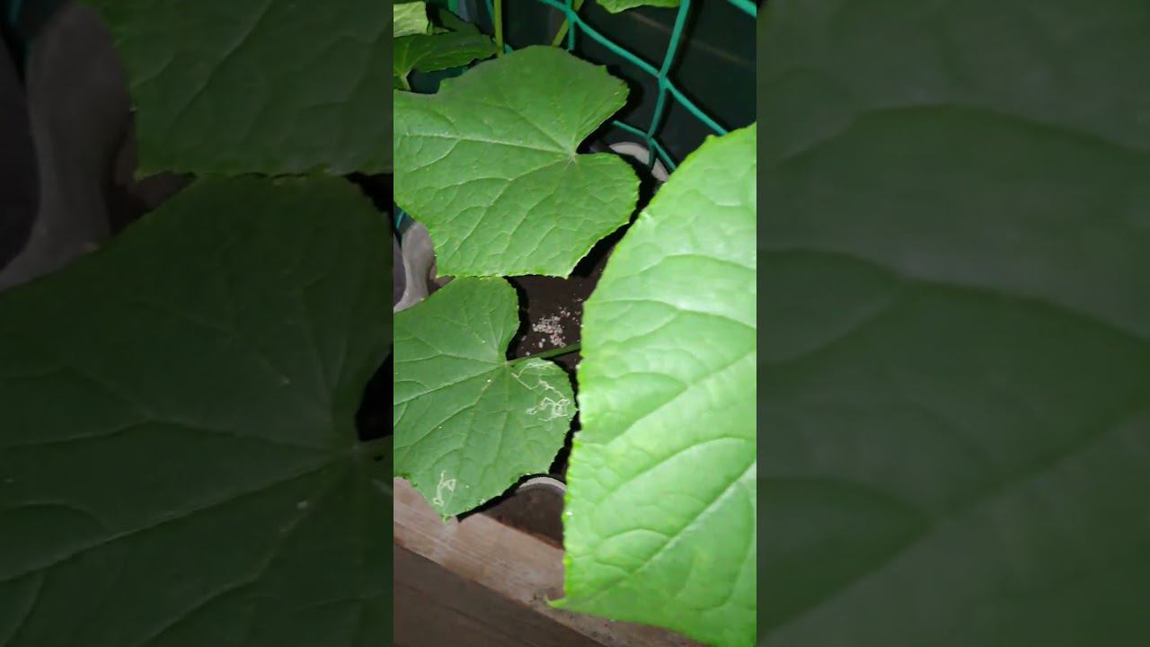 Паутинный клещ на огурцах...