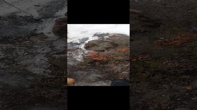 ❗Снова грибы в городе ? 10.02.2024 г.❗ #funny  #shorts #short #video #shortsvideo #shortvideo