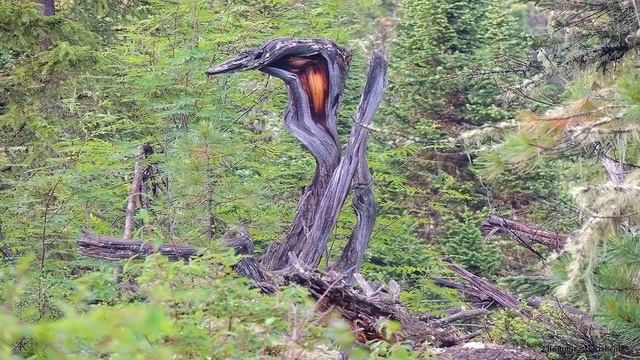 Путешествие в Ергаки 2022г Флора и фауна Ергак часть 6