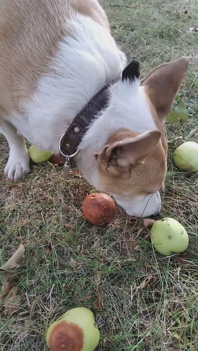 🐶#Забавные_животные_😂_#собаки_ 🐕_#видео