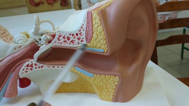 НАРУЖНОЕ УХО