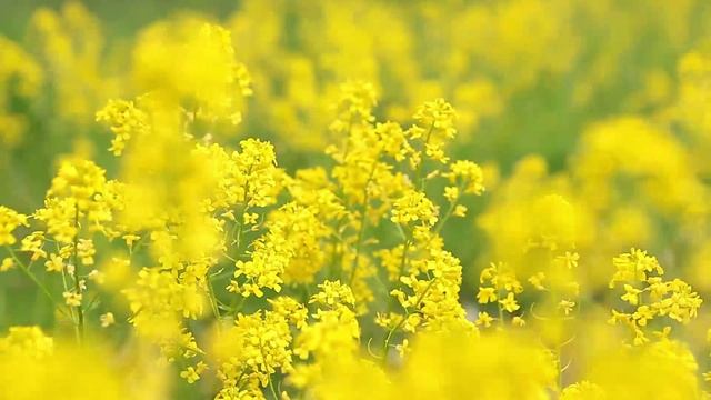 Кукушка скоковала