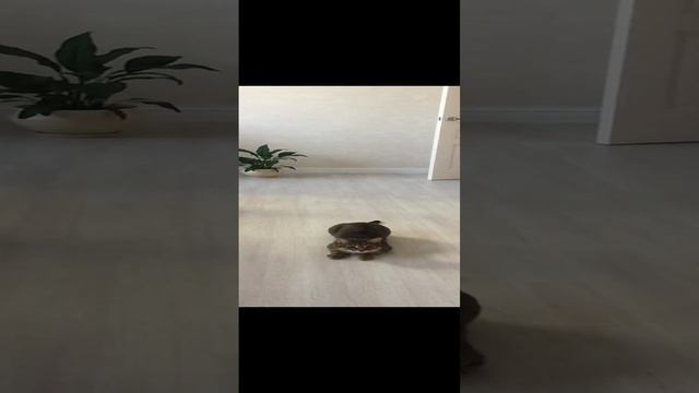 Кот ловит мяч в прыжке