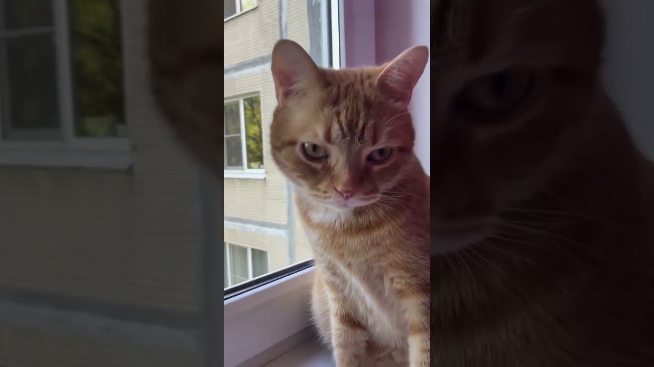 Секретные правила кота: шокирующая правда #котикитакиекотики #шортс #probalanceкорм #кошачьиприколы