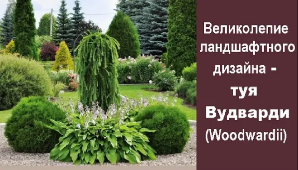 ? Великолепие ландшафтного дизайна - туя Вудварди (Woodwardii)