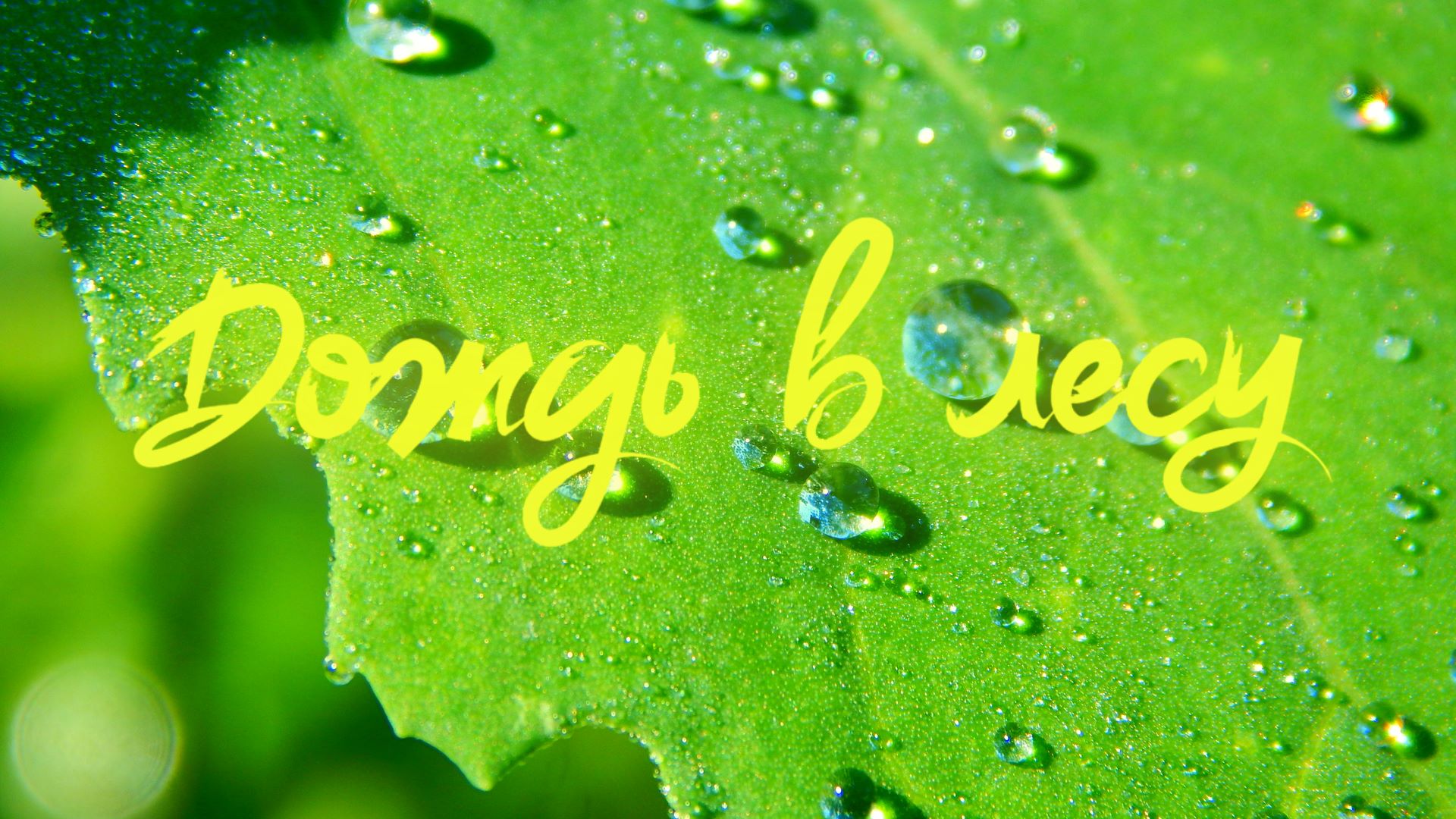 Дождь в лесу  Rain in the forest