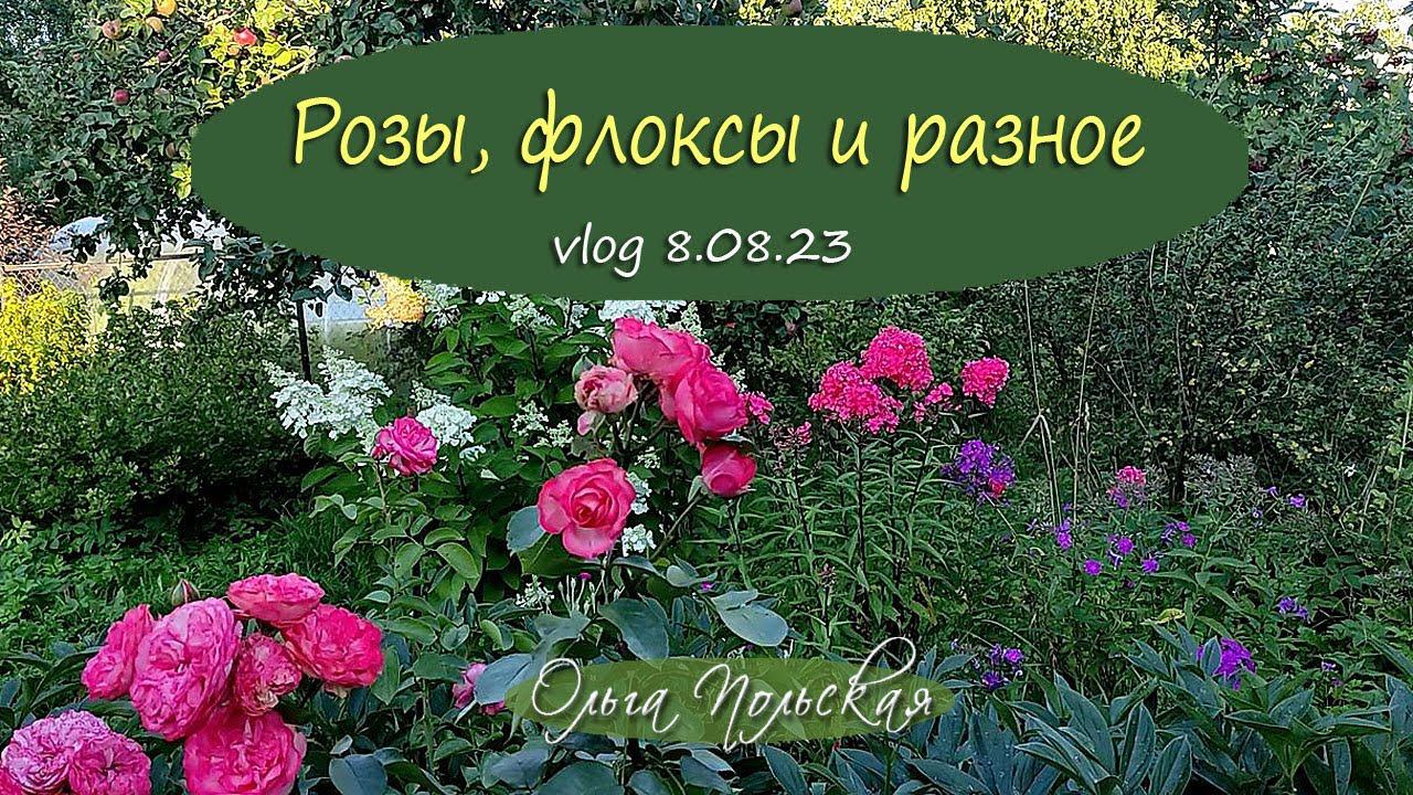 Розы, флоксы и их сочетания | Vlog Дача как есть, хроника 8.08.2023