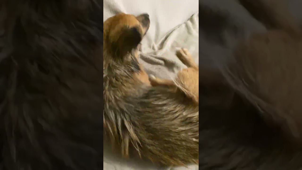 Фани после душа))) #собаки #домашниеживотные #юмор #любимыйпитомец #щенки