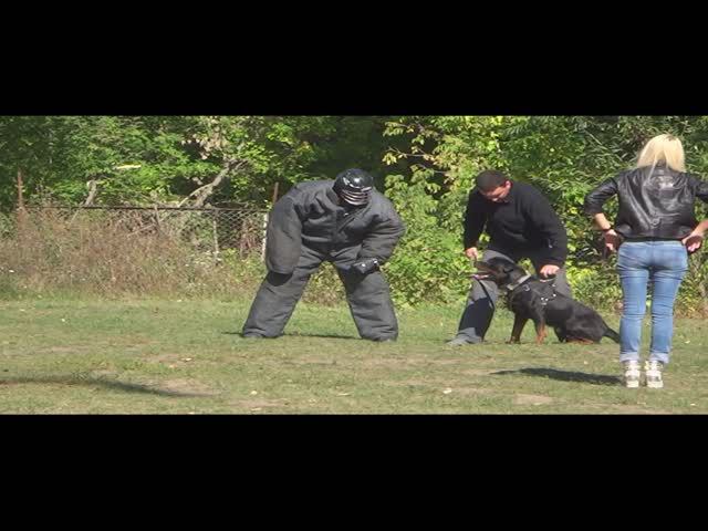 Тренировка по защите. Ротвейлер Ник. Тольятти, лето 2015.