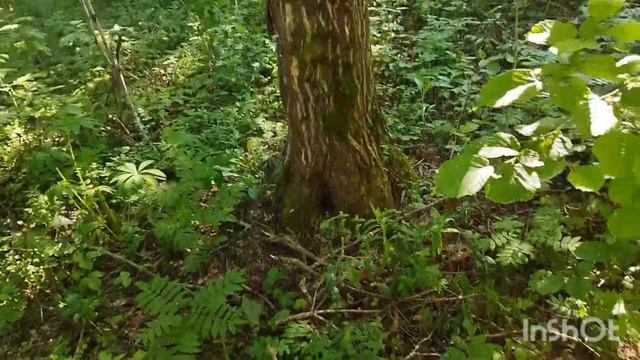 Вылазка с мамой за земляникой.