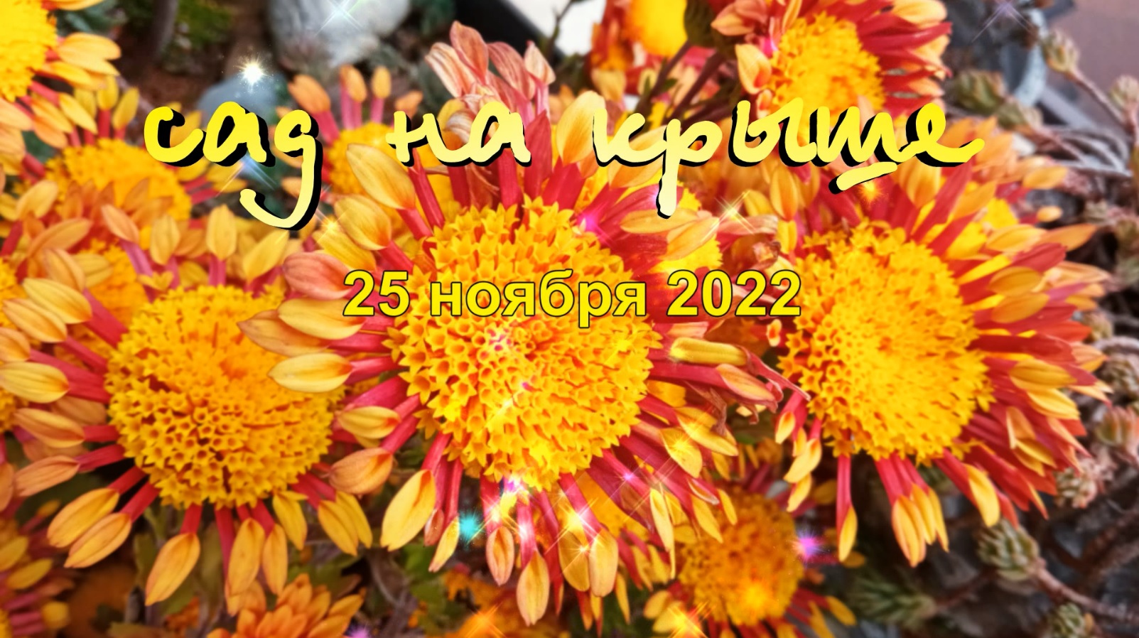 Сад на крыше