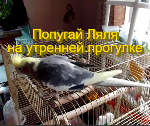 Попугай Ляля на утренней прогулке