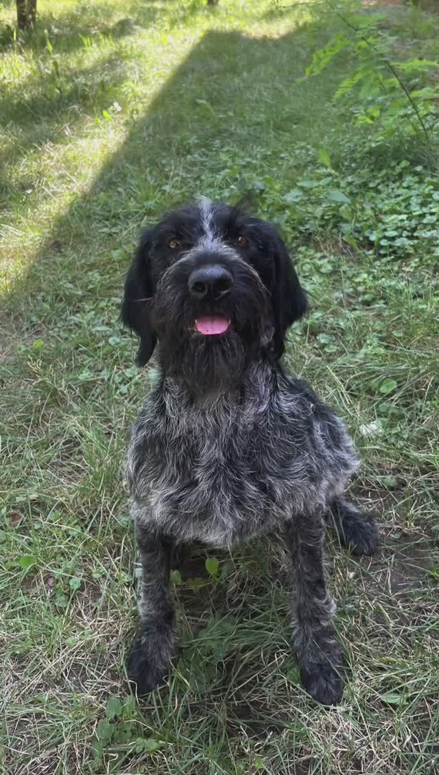 Новый член семьи