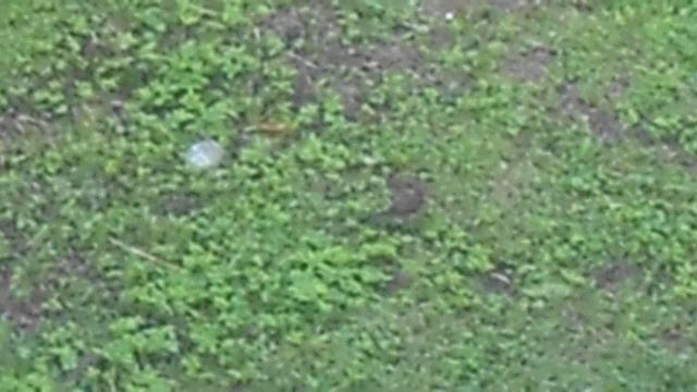 Без звука. Дрозд рябинник 654868446.DSCN5544