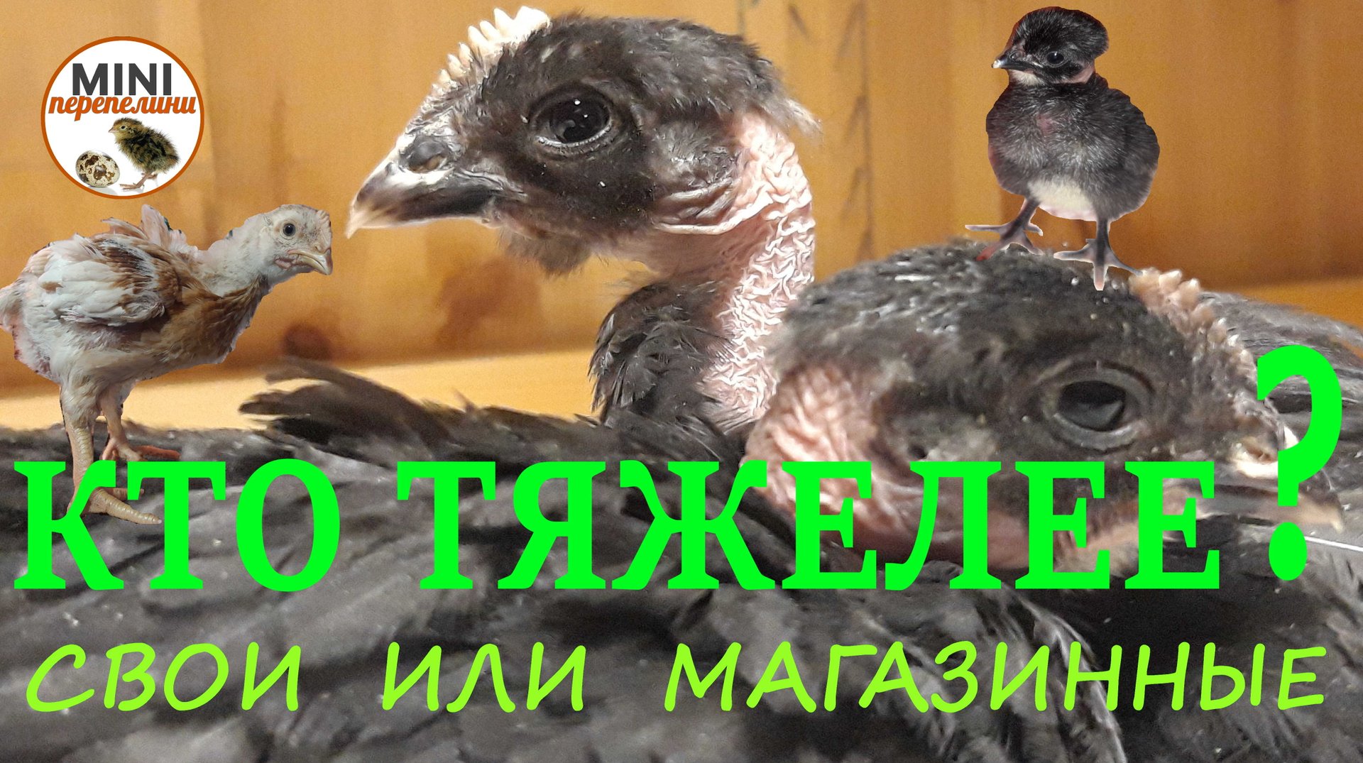 Выгодно ли разводить голошейку и редбро, выведенных из своего инкубационного яйца.