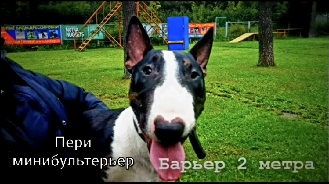 Барьер 2 метра
Пери минибультерьер