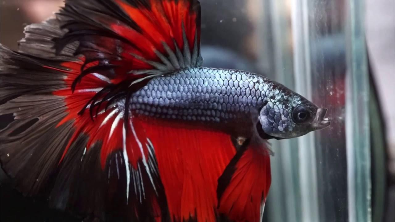 Петушок HalfMoon Dragon -описание вида. Ответы на вопросы подписчиков